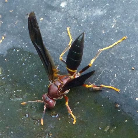 Polistes Annularis Bugguide Net