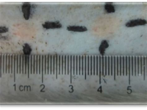 Delayed Type Hypersensitivity Dth Nonhuman Primates Disease Model