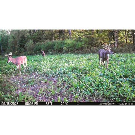 Stealth Cam Flashback 40mp Cellular Trail Camera 741201 Cameras At