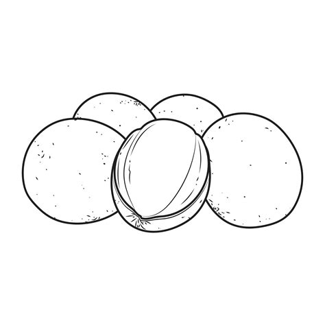 Duku Fruit Illustration In Black And White And Vector Format 35500051
