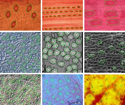 plant stomata detection a generalised approach