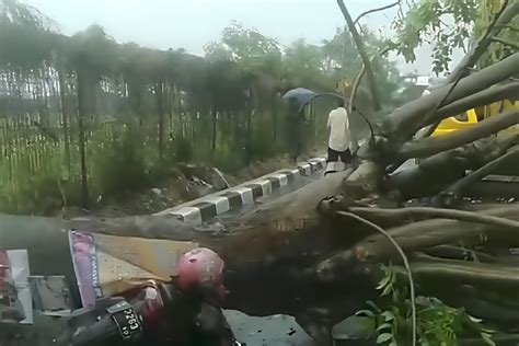 Pengendara Motor Kritis Akibat Tertimpa Pohon Tumbang Di Tangsel