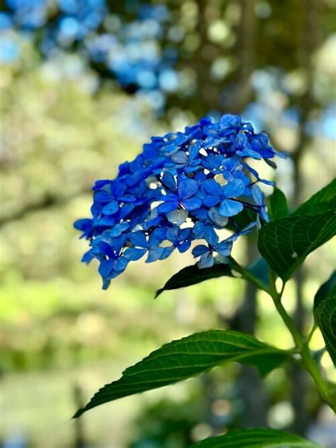 スマホで撮った写真、今一つパッとしない。「編集」で映え写真に生まれ変わる！明るさや色合いを調整するだけで見違える 明るさ、色、フィルター加工