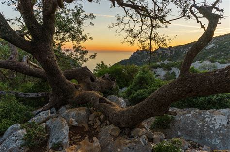 Обои Природа Деревья обои для рабочего стола фотографии природа