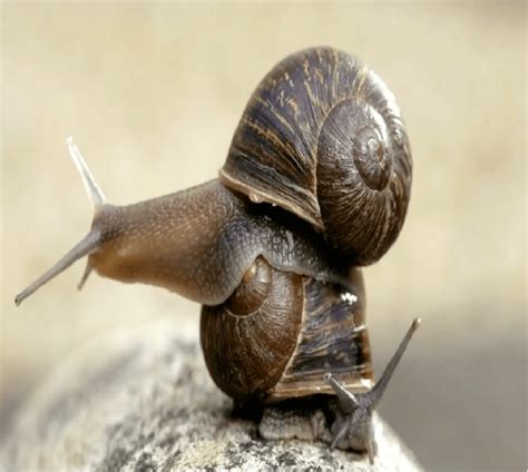 Chirality In Nature From Dna To Snail Shells Chiralpedia