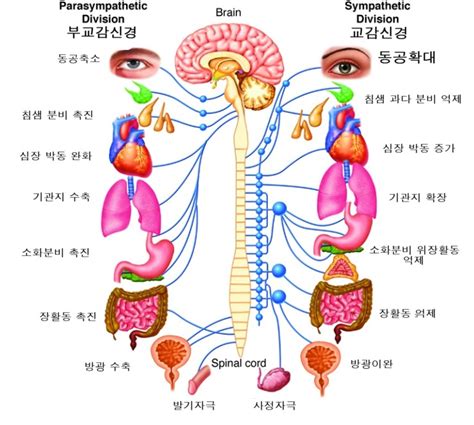 탄수화물 중독 이야기 2 교감신경과 부교감신경 네이버 블로그