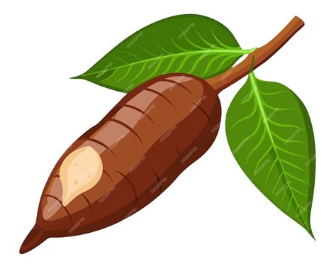 A Cassava Ultra Realistic Vector Illustration Clipart Vegetable