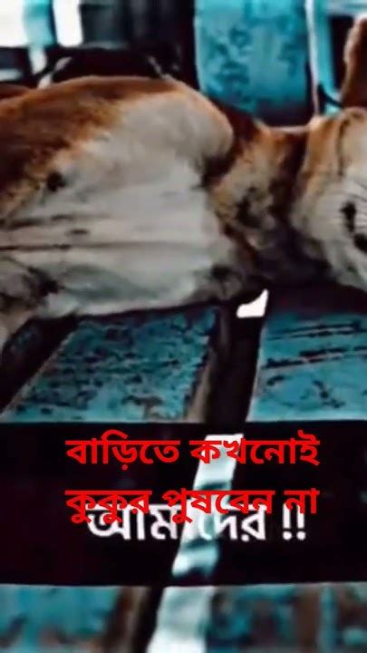 যে বাড়িতে কুকুর পোষা হয় সেই বাড়িতে রহমতের ফেরেশতা আসে নাsubscribe