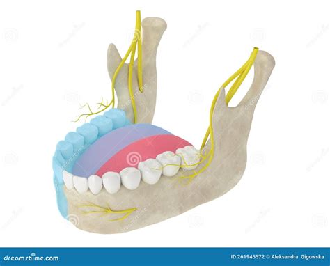 3d Render Of Mandibular Arch Showing Blocked Inferior Alveolar Nerve