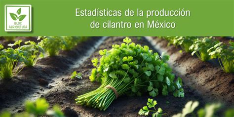 Estadísticas De Producción De Cilantro En México