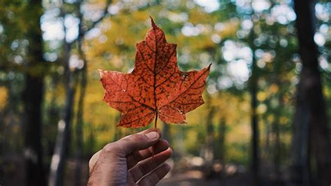 Canada Open Work Permit For H1b Visa Holders Will Be Advantageous For