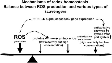 Mechanisms Of Redox Homeostasis Balance Between Ros Production And Download Scientific Diagram