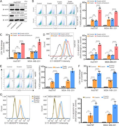 Gankyrin Inhibits Ferroptosis Through The P53slc7a11gpx4 Axis In