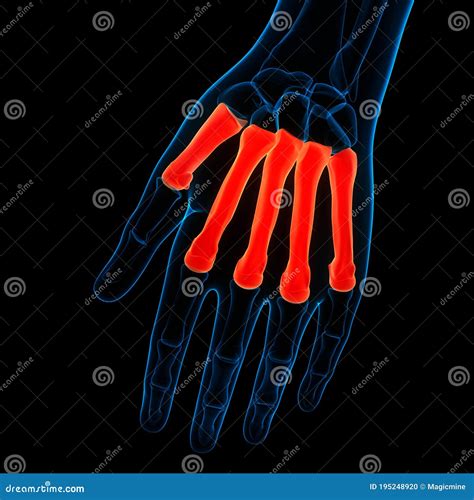 Human Skeleton System Metacarpal Bone Joints Anatomy Royalty Free Stock Image Cartoondealer