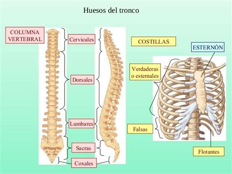 Huesos Del Tronco COLUMNA VERTEBRAL COSTILLASCervicales Dorsales