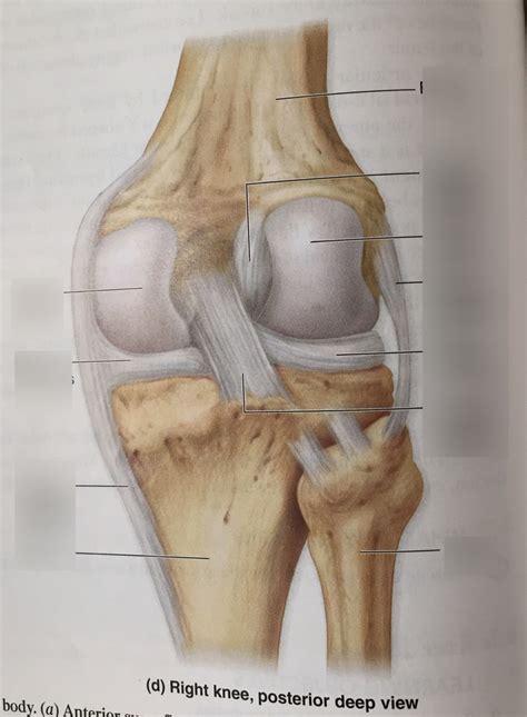 Right Knee Posterior Deep View Diagram Quizlet