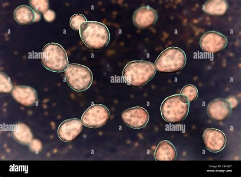 Illustration Of Histoplasma Capsulatum A Parasitic Yeast Like