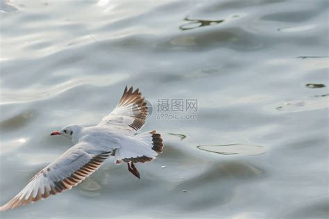 海鸥飞过海面高清图片下载 正版图片505957923 摄图网