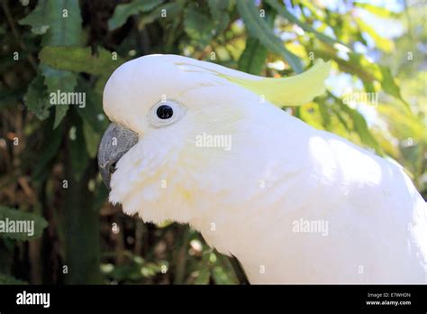 Sulphur Crested Cockatoo Cacatua Galerita Stock Photo Alamy