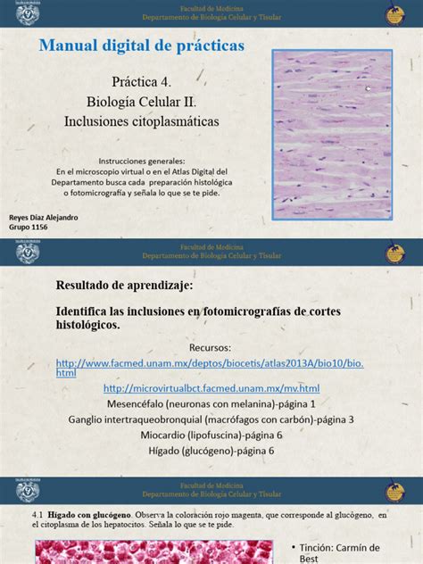 Practica 4 Biologia Celular Ii Pdf Tinción Histología