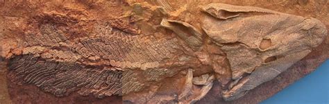 Fossil Record Of Tetrapods Evidence Of A Evolutionary Transition Answers In Genesis