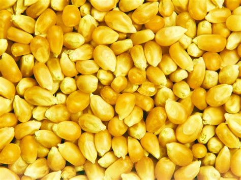 Agricultural Seed Sorting Field And Vegetable Bühler Group