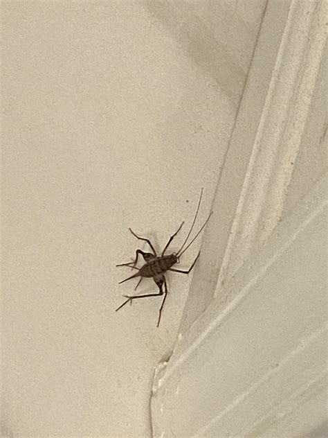 What Is This Bug R Whatisthisbug