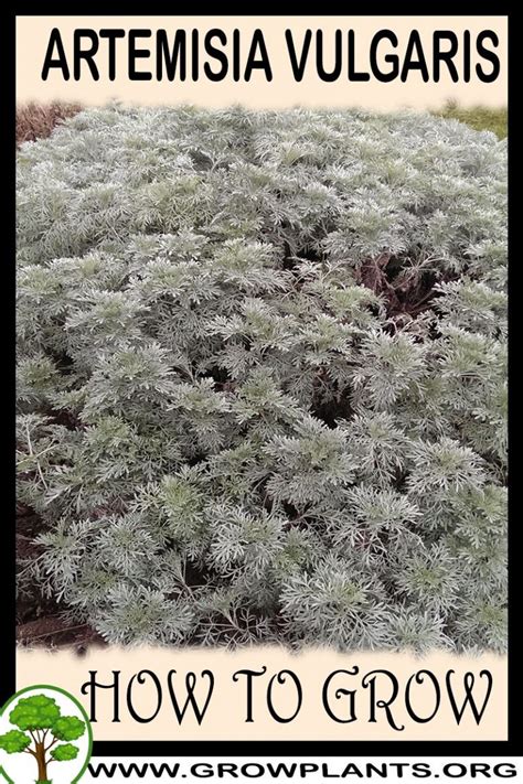 Artemisia Vulgaris How To Grow And Care
