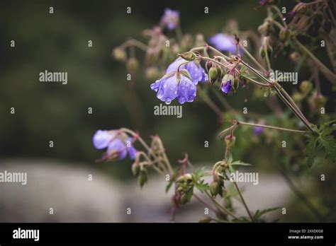 Meadow Geranium Blooming Geranium With Lilac Flowers Among The Grass