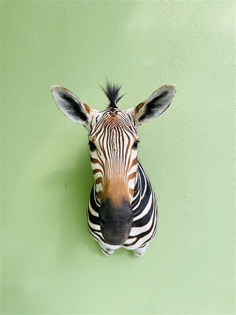 Giant Taxidermy Zebra Head Landk Living