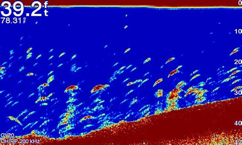 Echomap Plus Cv With Gt Tm Transducer Bluemile Co Za