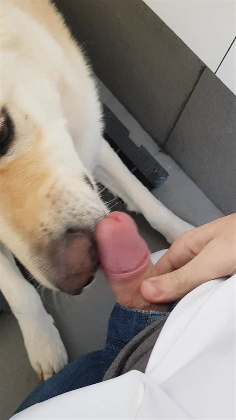 Dog Licks My Dick