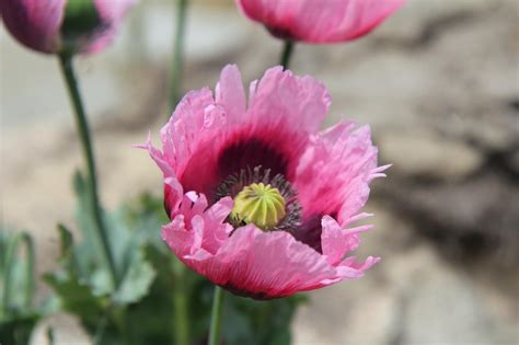 양 귀 비 양귀비 꽃 Pixabay의 무료 사진