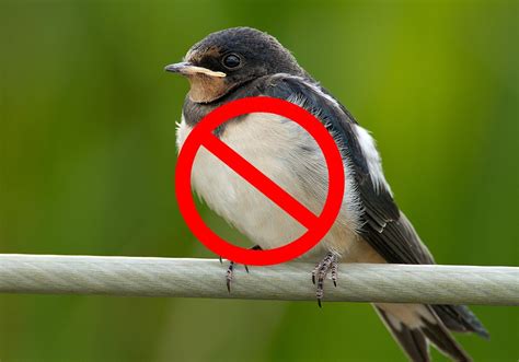 Swallow Keep Telegraph