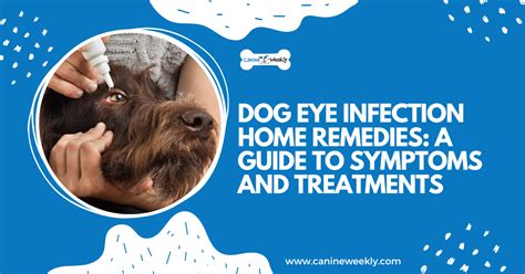 How To Treat Dog With Eye Infection