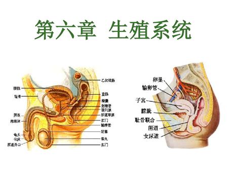 第6章 生殖系统—2女性生殖系统word文档在线阅读与下载无忧文档
