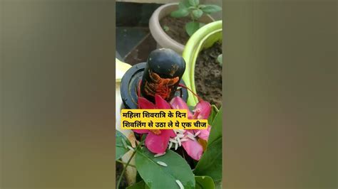 शिवरात्रि के दिन ये गलती नही करे🙏🙏radhey Radheykanhalife Youtube