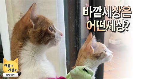 밖을 쳐다보는 고양이 바깥세상에 대한 그리움 호기심 😸 Youtube