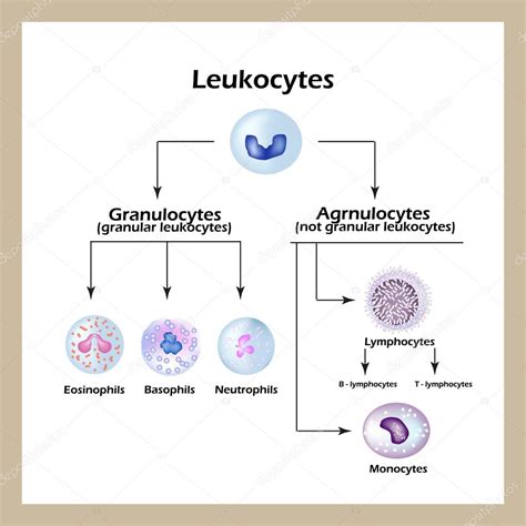 Soorten Witte Bloedcellen Infographics Vectorillustratie