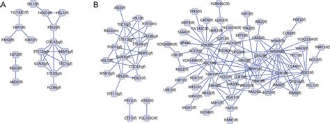 Networks Of Mutual Information For Yeast Invasion Data Nodes Represent
