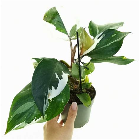 Philodendron White Knight 10 Cm Araceae Giromagi Vendita Piante