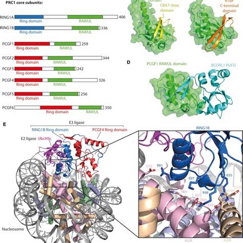 Pdf Molecular Architecture Of Polycomb Repressive Complexes