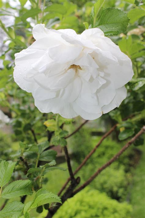 Proper Peony By Tabikittie On Deviantart