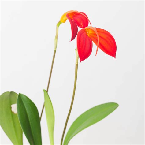 Masdevallia Ignea Plants
