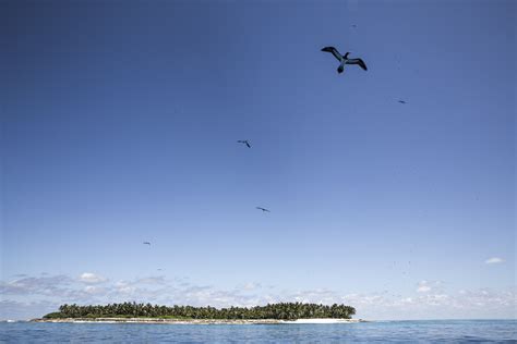 Seabird Traits And Seasonality Modulate Nutrient Dynamics Of