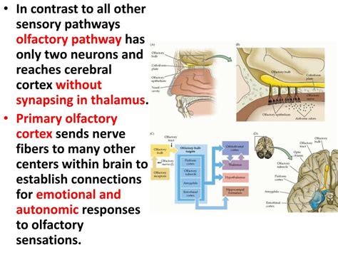 PPT Olfactory Nerve PowerPoint Presentation Free Download ID 2084320
