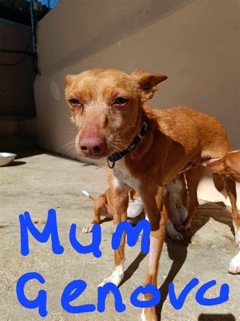 Genova 4 Years Old Female Brighter Days Rescue