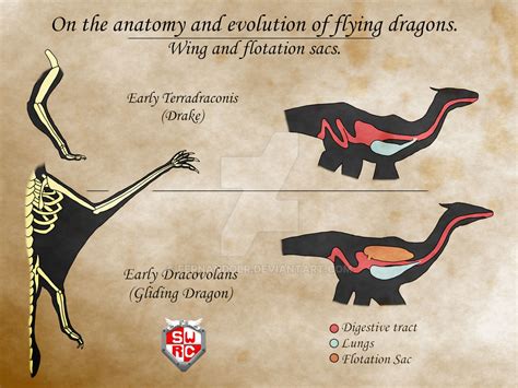 Speculative Biology Of The Flight Of Dragons By Fernandolr On Deviantart