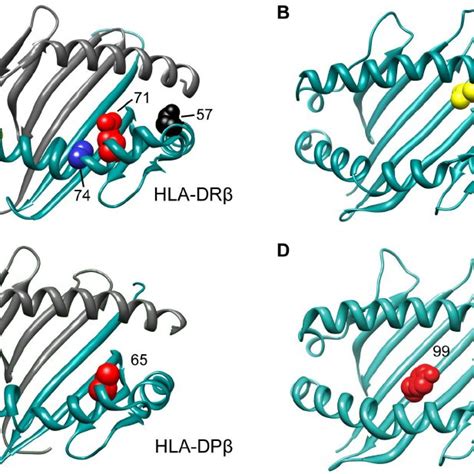 3d Ribbon Models For Hla Dr Hla A Hla Dp And Hla B All Structures