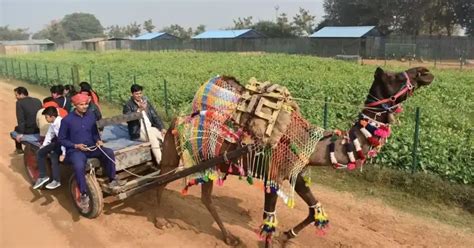 Pratapgarh Farms Jhajjar Tickets Price Food Menu Timings Activities